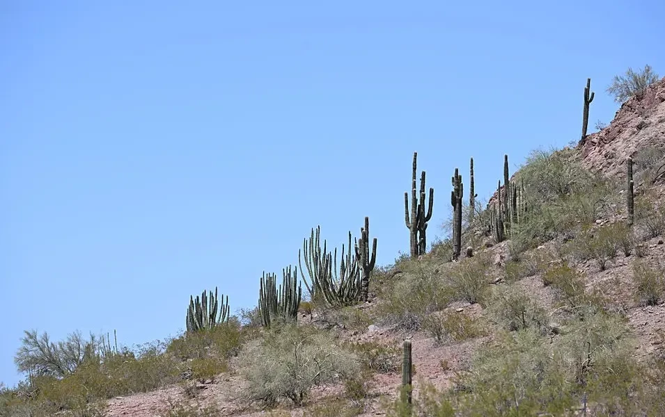 Cactus care tips every plant lover needs