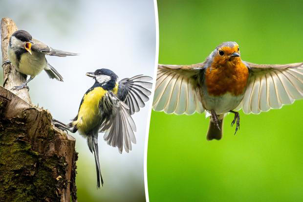 Mid-flight squabbles and patient chick feeding captured by Lancashire ...