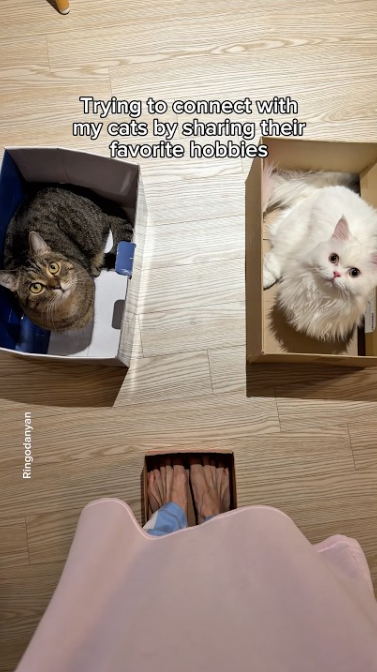 Why cats love boxes so much it had to be tested