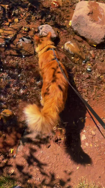 Adventure cat goes fishing in the great outdoors