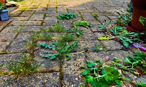 Weeds will not grow back on patios if you ditch vinegar and salt for a ...