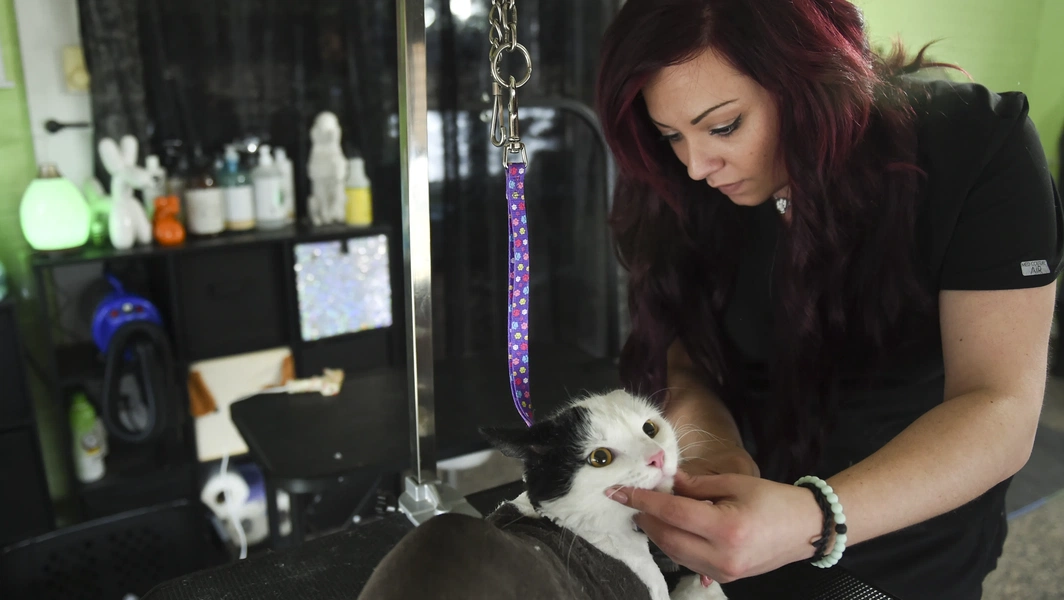 Keeping your cat clean and happy during grooming