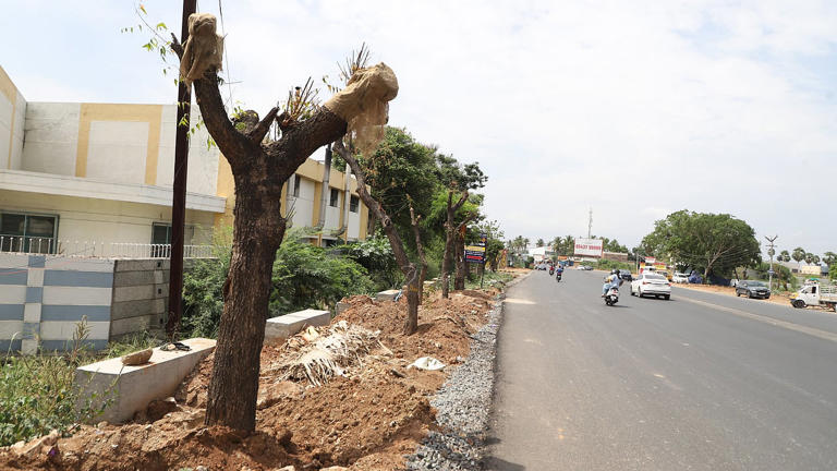 40-year-old peepal tree transplanted amid Coimbatore-Sathyamangalam ...