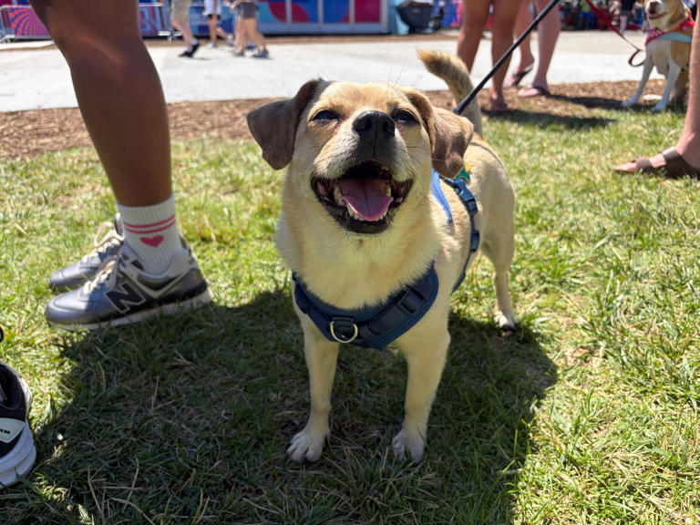 FIFA Fan Festival Kansas City hosts first Dog Day event
