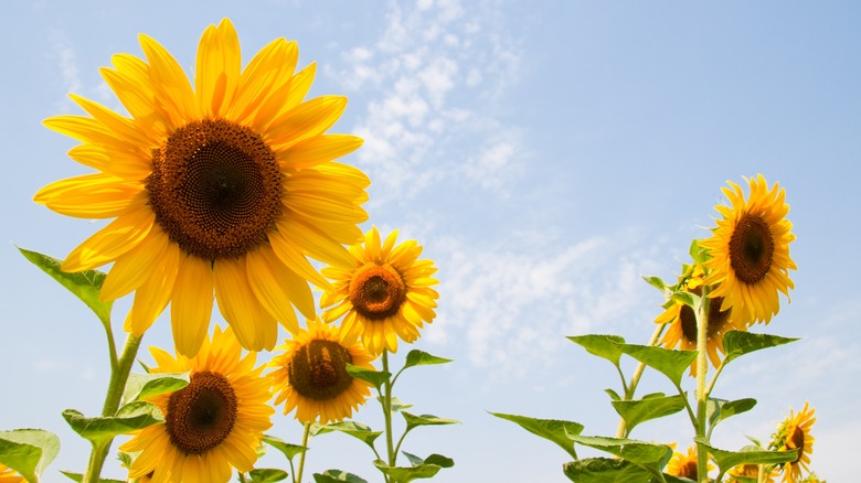 15 plants that you and your child can grow together