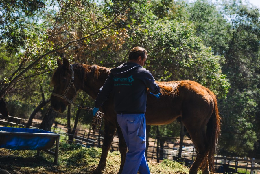 San Diego County cares for horses rescued from Julian Villa Chardonnay ...