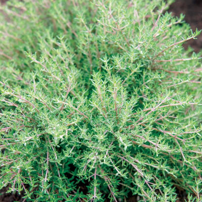 When and how to harvest thyme so it keeps growing – pick the herb at ...