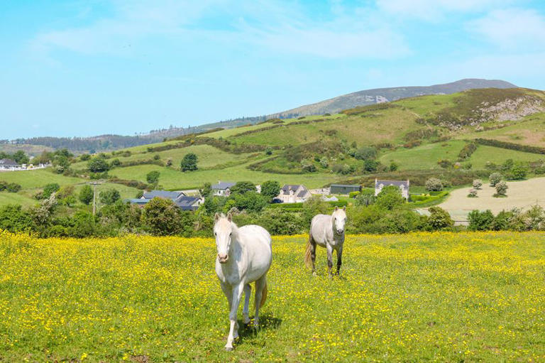 Northern Ireland weather outlook for the week ahead as temperatures up ...