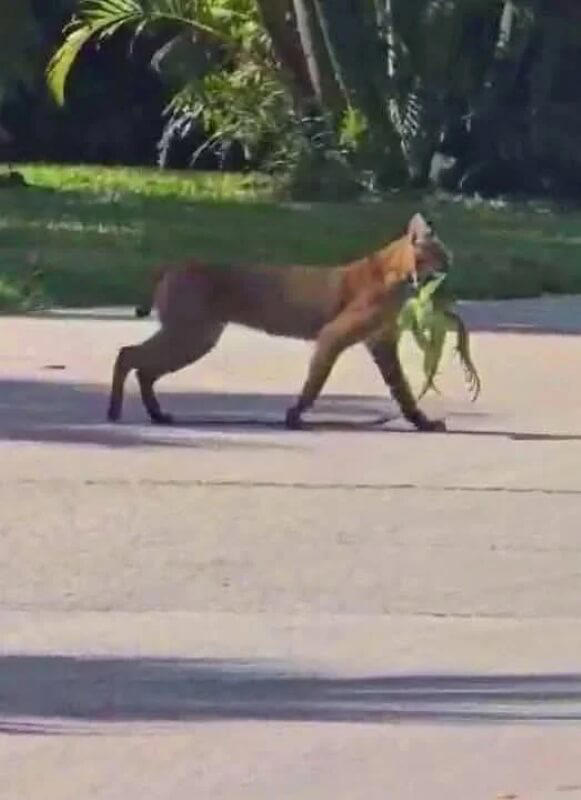 Fort Myers Beach bobcat spotted in broad daylight carrying an invasive ...
