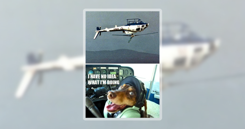 36 very dog memes for when you need more dogs in your life
