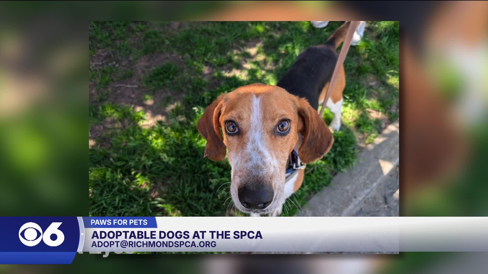Paws for pets: Adoptable dogs from the Richmond SPCA