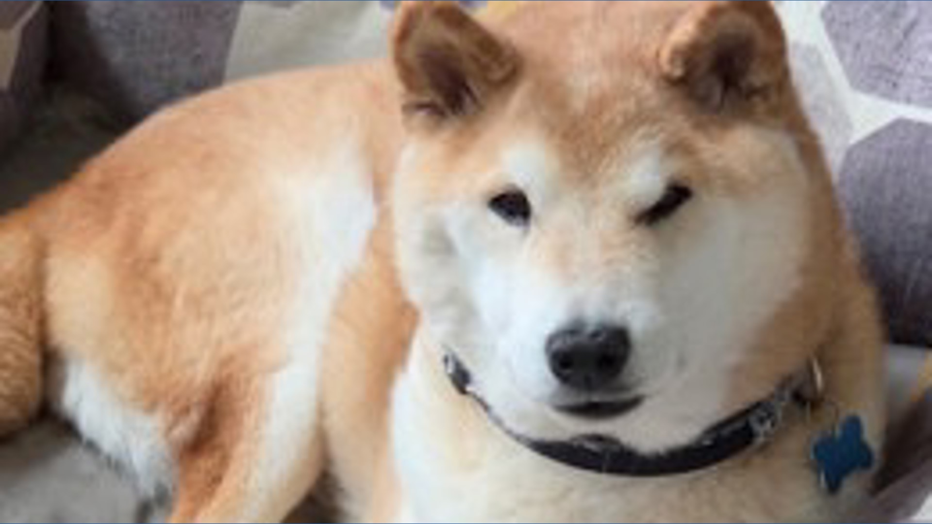 Kirkland police seek stolen senior dog