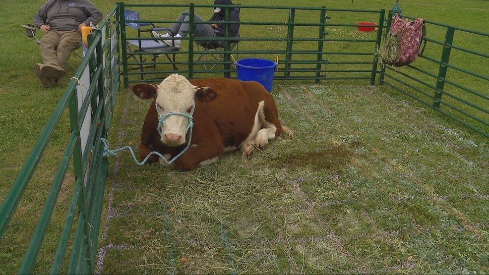 'Cow Pie Bingo' raises money for Oshkosh Kids Foundation