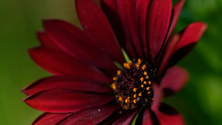 Chocolate-scented blooms: Growing the unique chocolate cosmos flower