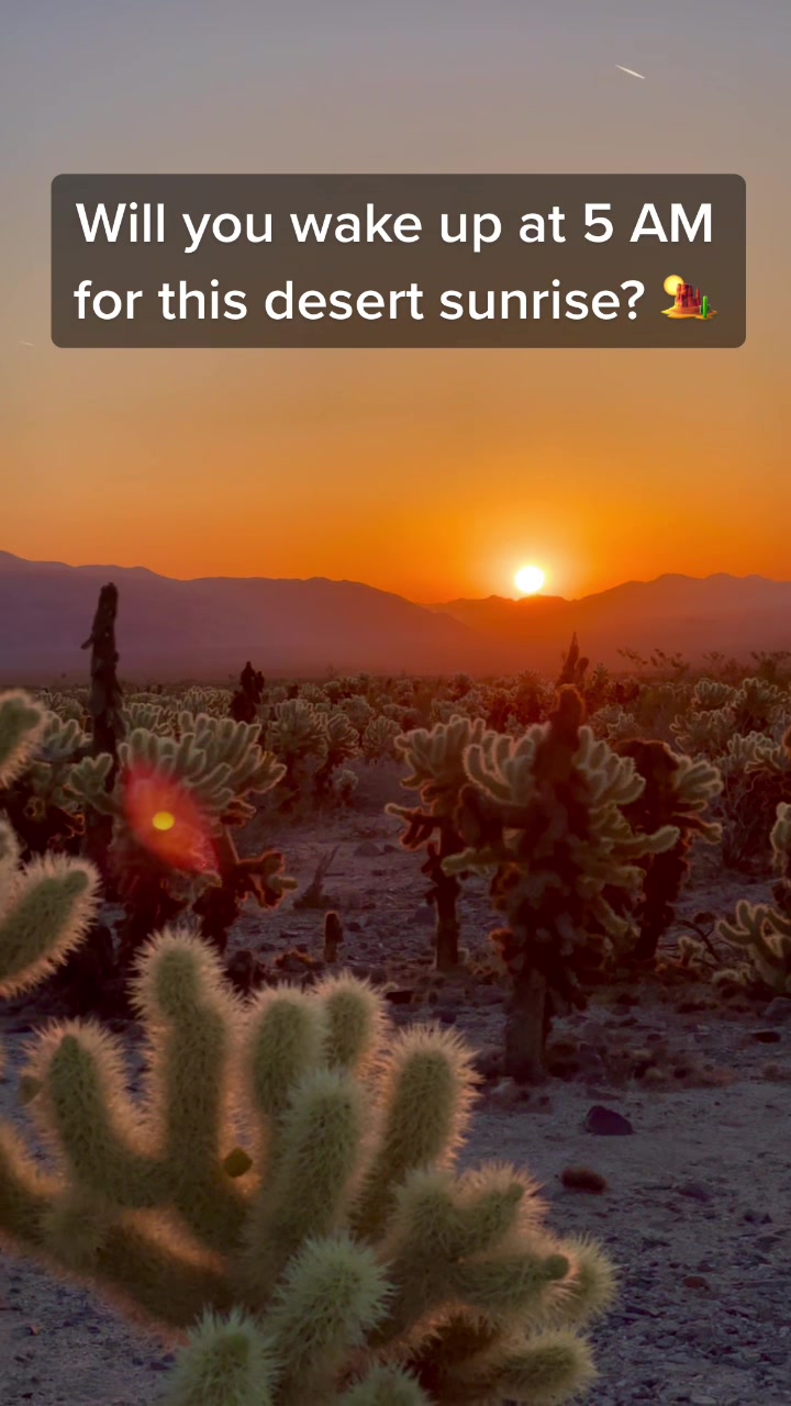 Sunrise views at Joshua Tree National Park