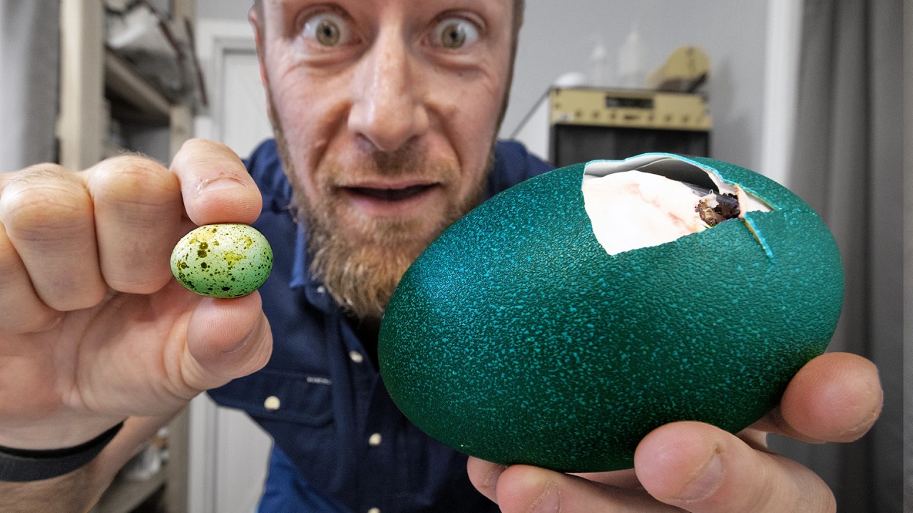 We hatched the smallest and biggest eggs!