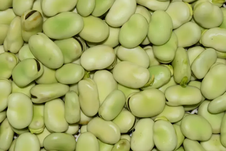 The one trick that lets you skip the most tedious step of shelling fava ...
