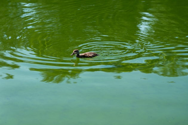 Trump celebrated 'beautiful' water going in new reflecting pool — and ...
