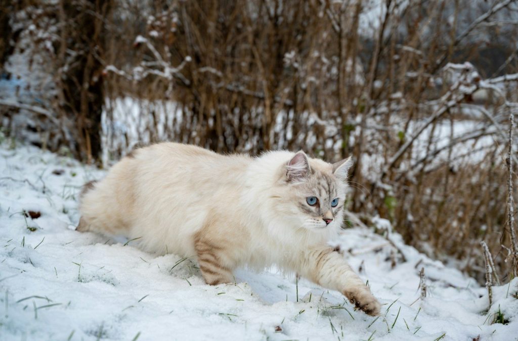 Why one brave cat refused to fear the snowstorm