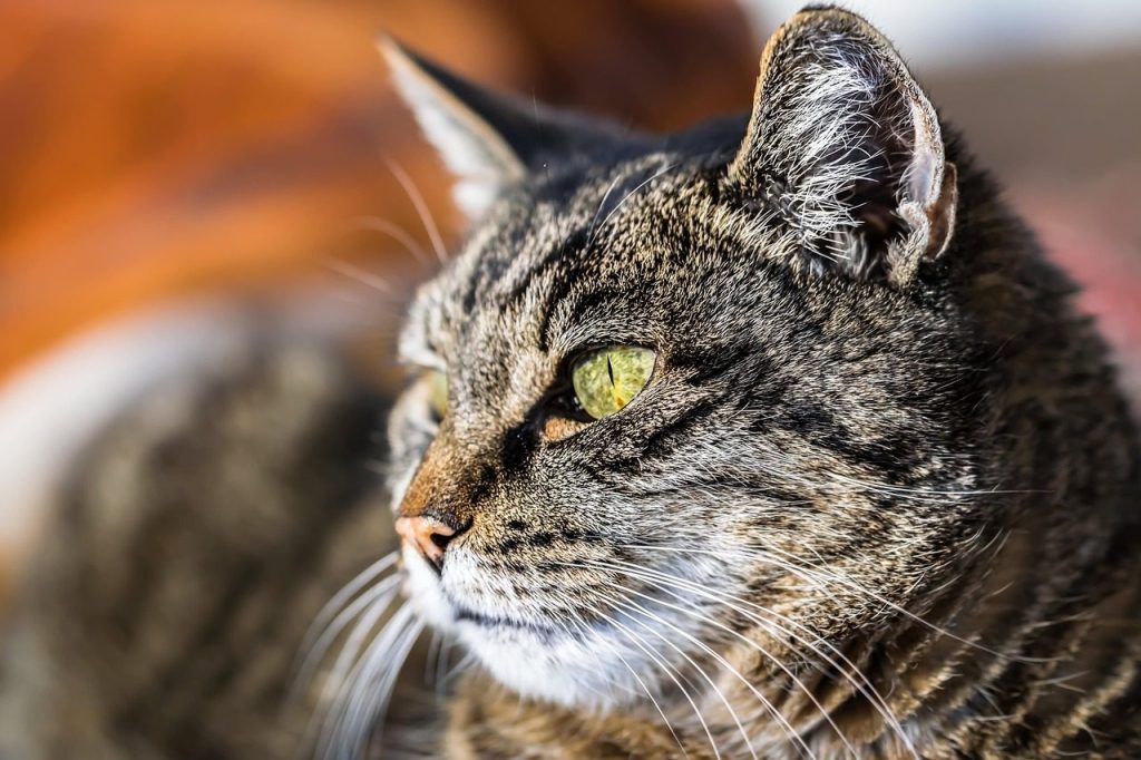 What your sleeping cat is actually dreaming about