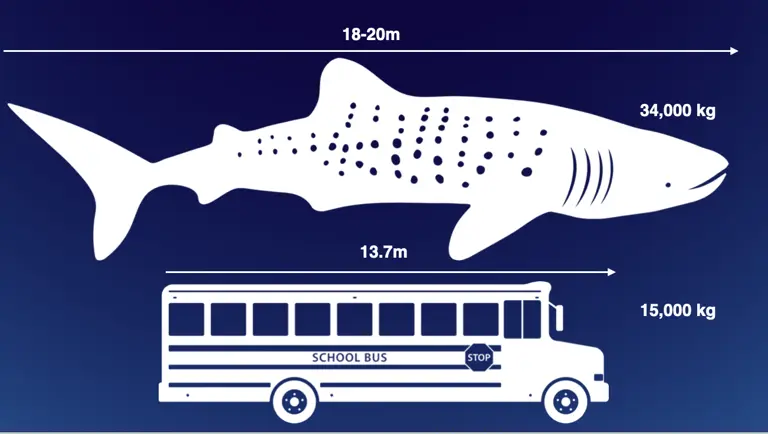 List of top 10 largest fish in the world