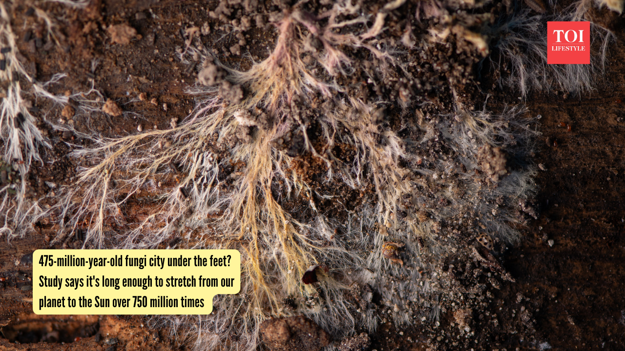 75-million-year-old fungi city under the feet? Study says it's long ...