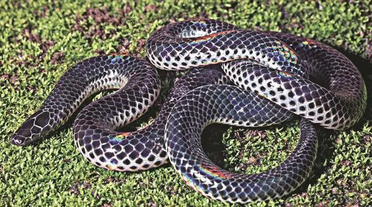 Snakes of the Western Ghats: The fascinating slithering secrets of ...