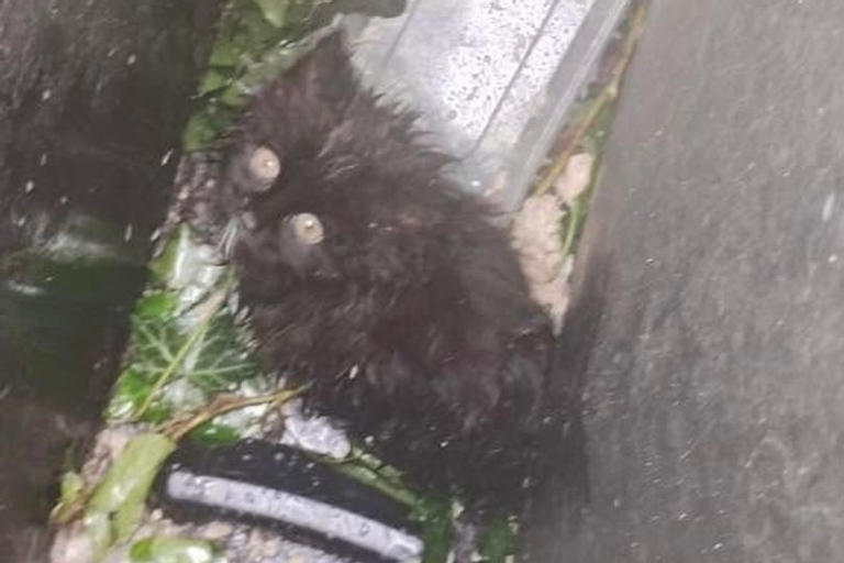 'Petrified' kitten 'dumped in dustbin' behind Oldham restaurant