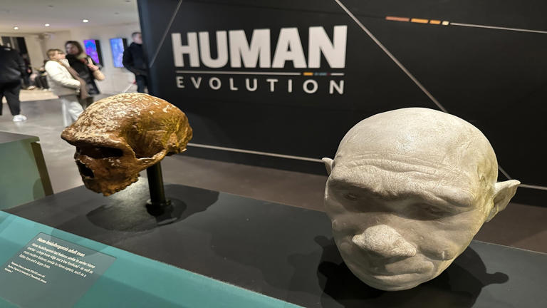 Human evolution wasn’t sudden; unfolded gradually over time: Study claims