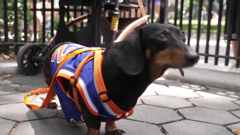 New Yorkers and their dogs decked out in Knicks gear after title win