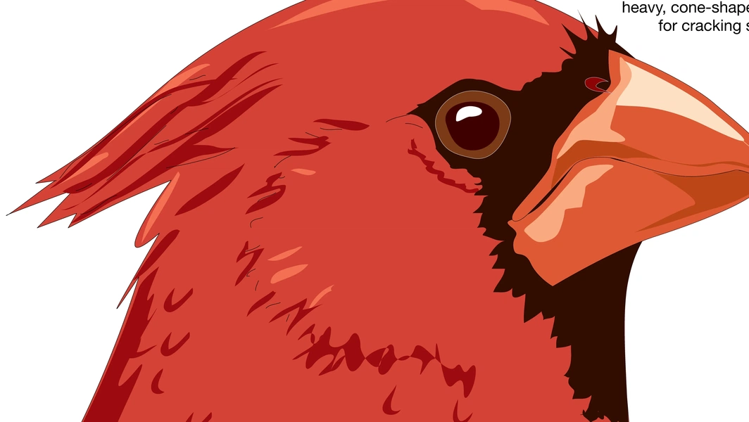 How to welcome northern cardinals to your yard