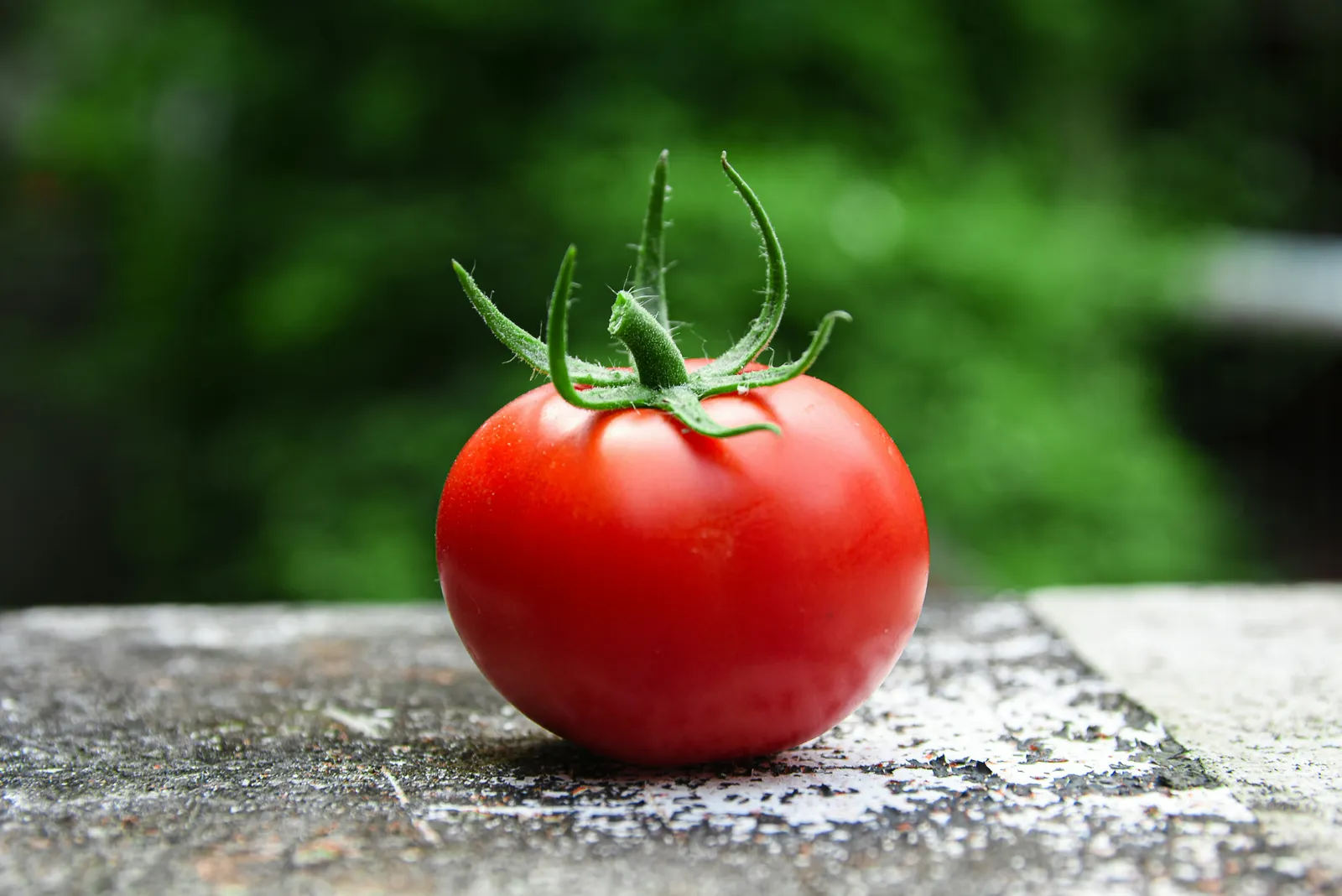 Refrigerating unripe tomatoes permanently stops ripening