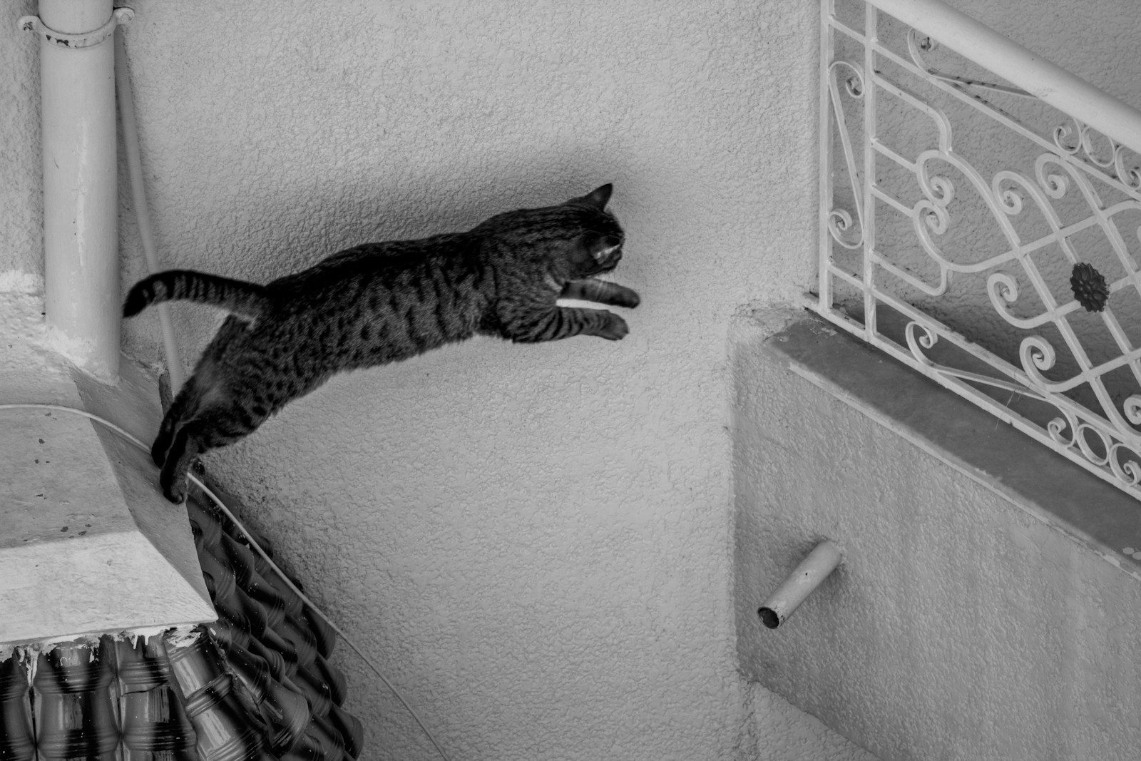 Why a simple jump turned into a hilarious feline fail