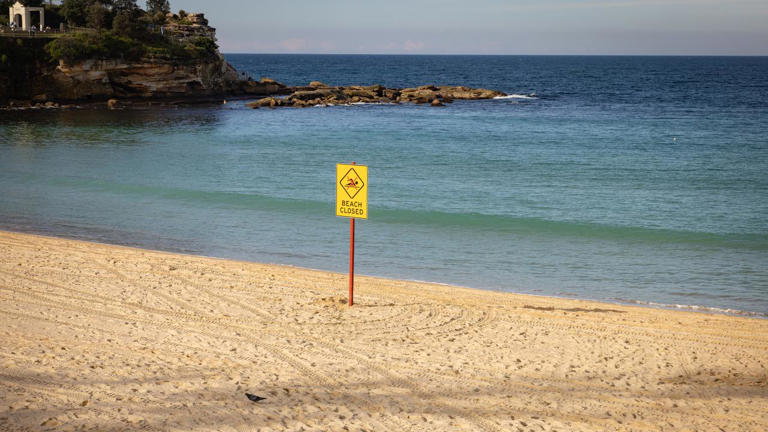 Great white shark culls ruled out after shocking attack