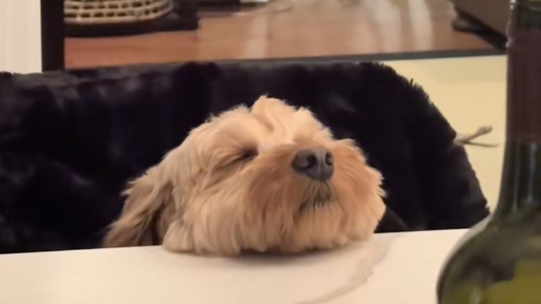 Mini goldendoodle listening to Celine Dion is a total vibe