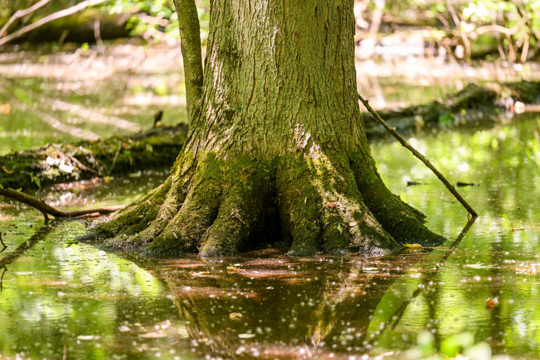 What's a swamp? How to identify and find Michigan's key wetlands