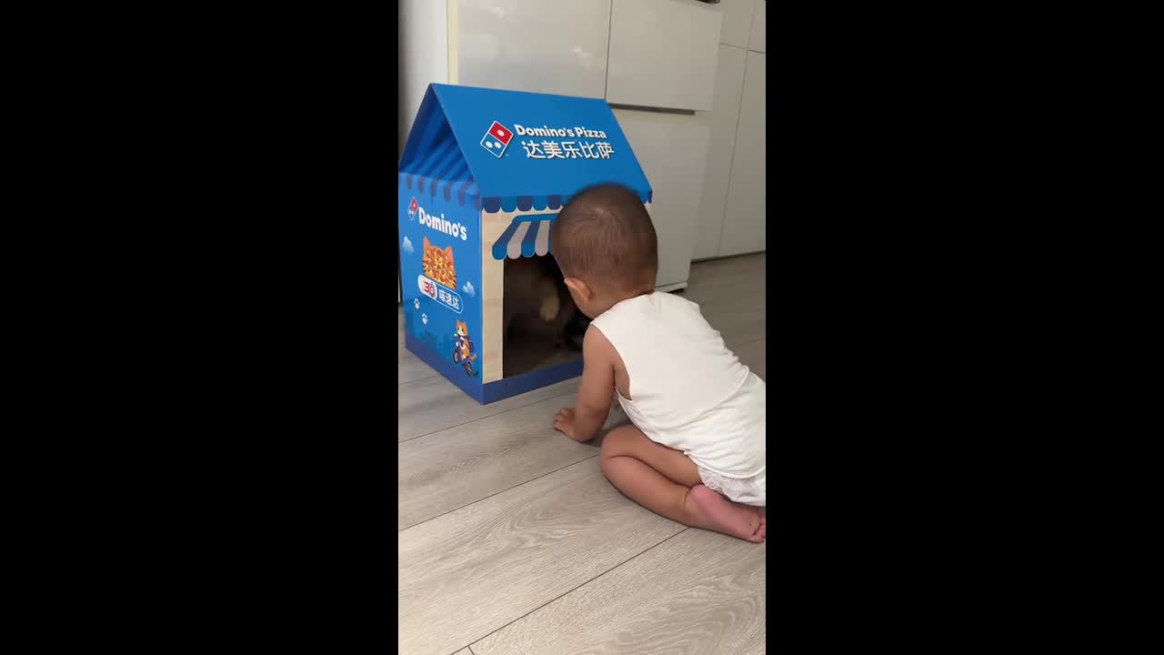 Baby and cat playfully compete through cardboard playhouse in Shandong ...