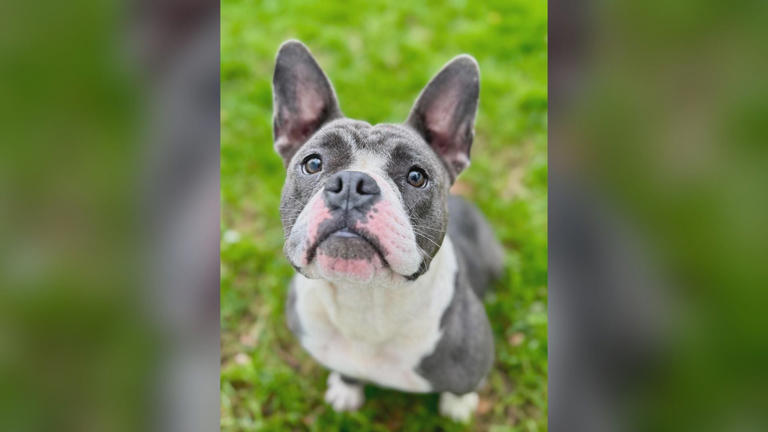 Foster dog stolen during Saugus hike found dead in pond, rescue says