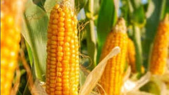 Wheat procurement over, UP shifts focus to maize purchase