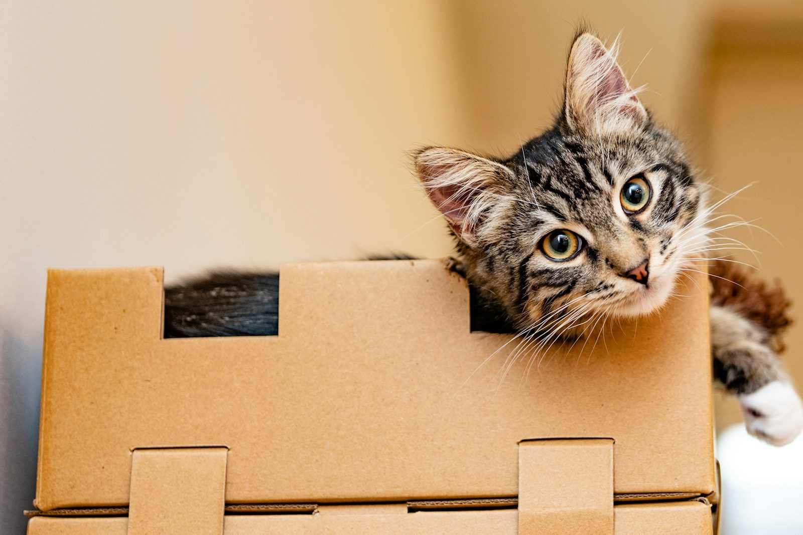 Why your chatty cat refuses to leave empty cardboard boxes
