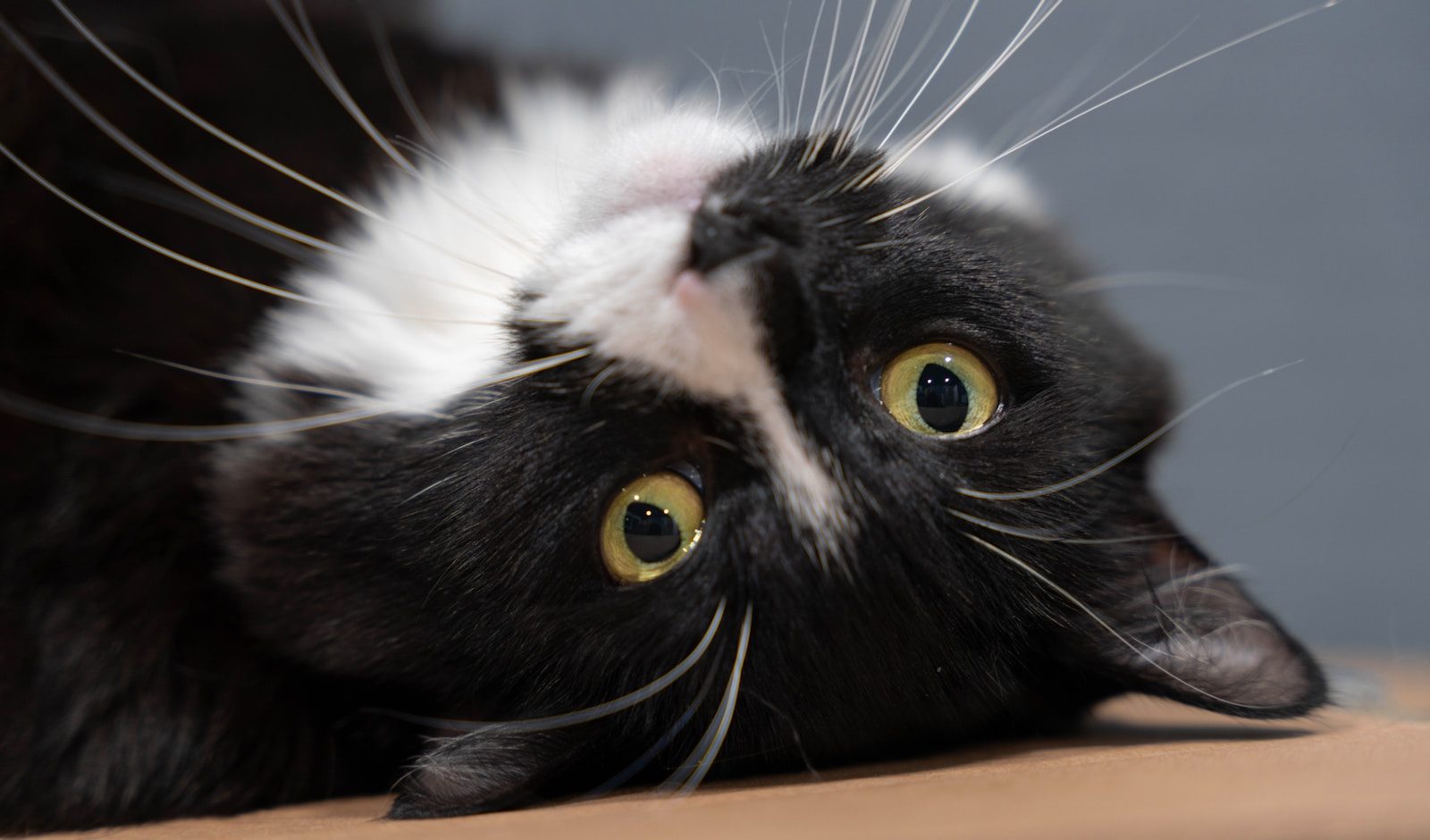How a brave house cat saved an orphaned baby animal