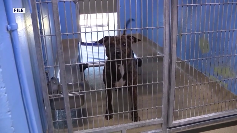 Animal cruelty database: Federal bill mimics Florida law
