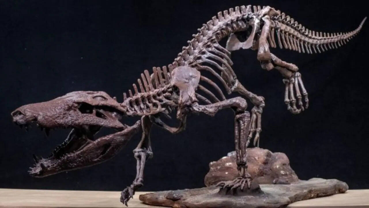 70-million-year-old crocodile fossil discovered with massive teeth ...