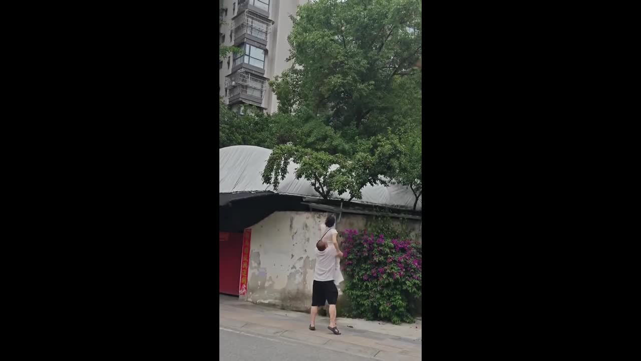Man and woman fall into bougainvillea bushes while trying to reach tree ...