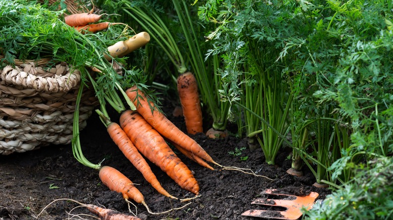 15 plants that you and your child can grow together