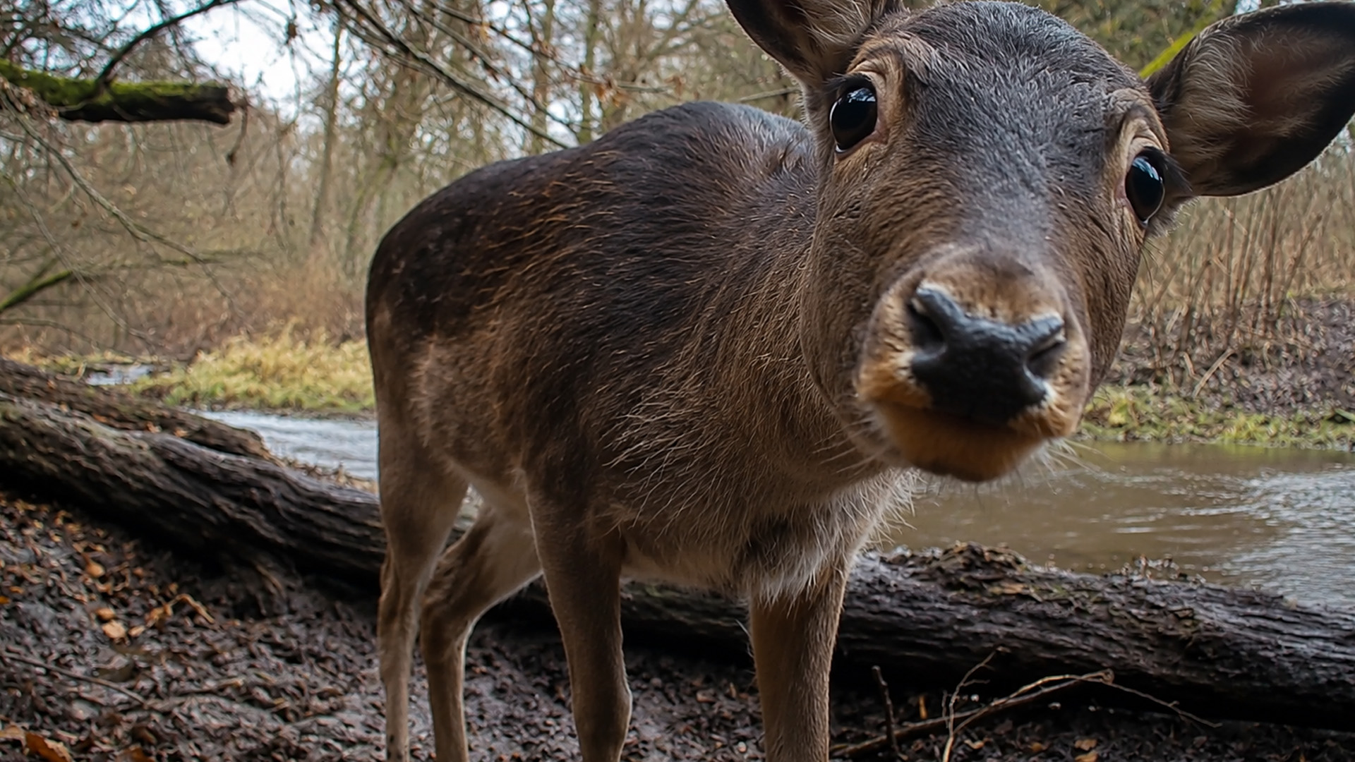 This curious forest visitor came face-to-face with a camera trap