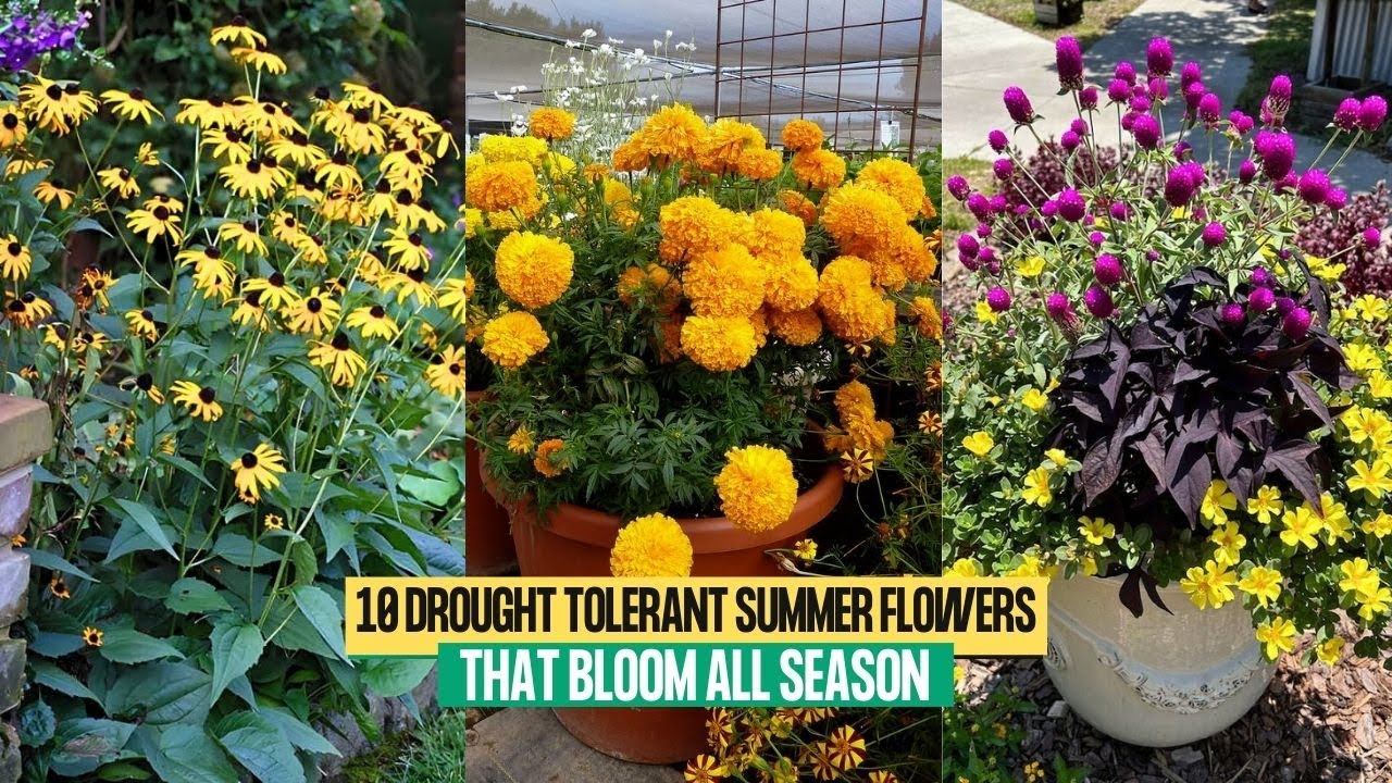 Drought tolerant garden flowers perfect for summer heat