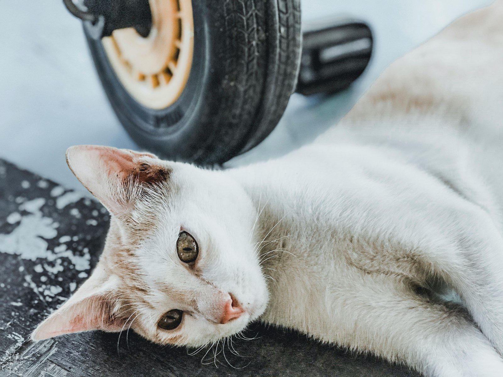 Why do some indoor cats become obsessed with running wheels?