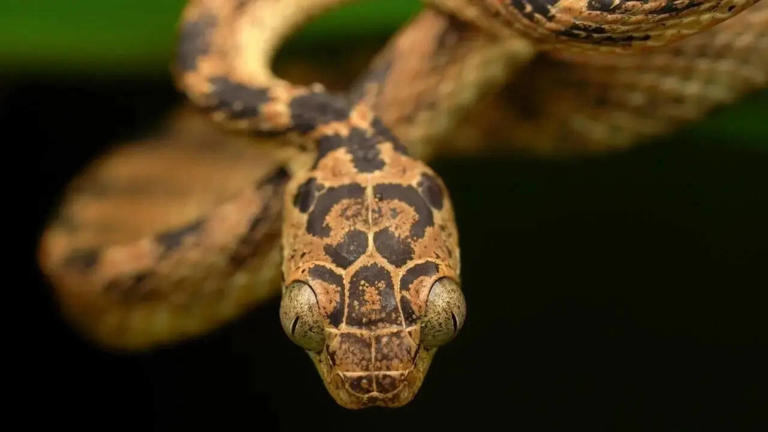 Snakes of the Western Ghats: The fascinating slithering secrets of ...