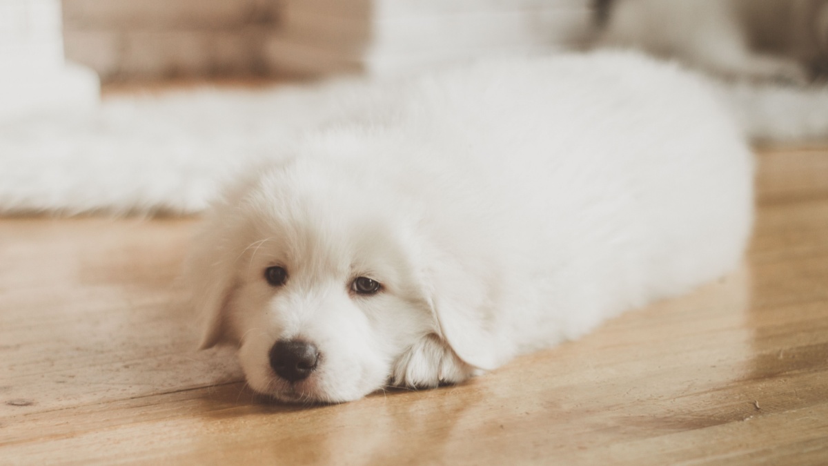 10 loyal dog breeds that suddenly decide to ignore you